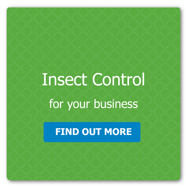 Are Insects Invading Your Home Or Business? | Ecomist Australia