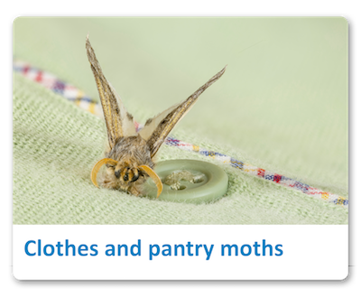 Are Insects Invading Your Home Or Business? | Ecomist Australia