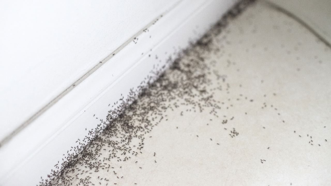 How To Choose The Right Ant Killer For Your Home | Ecomist Australia